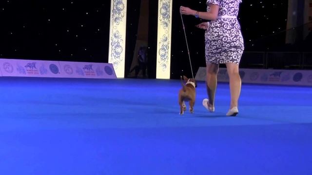 WDS Moscow 2016 Bearded Collie