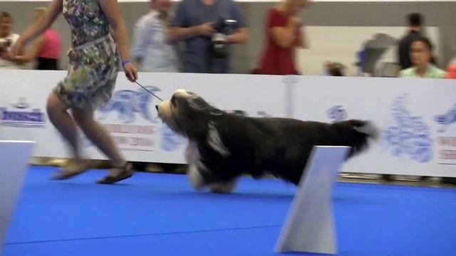 WDS Moscow 2016 Bearded Collie