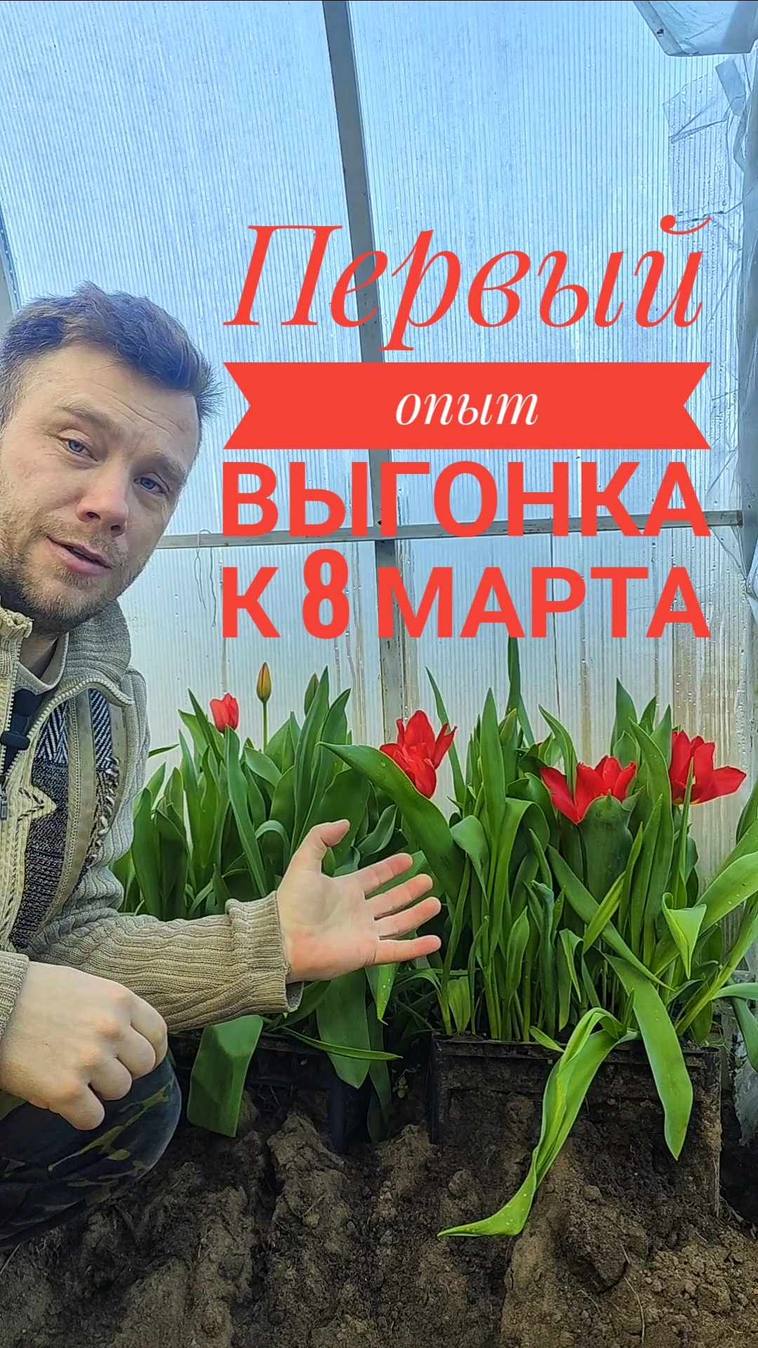 Выгонка тюльпанов к 8 марта