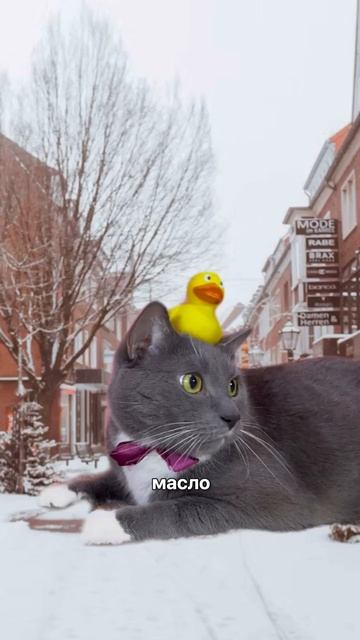 Когда мама отправила в магазин 😺