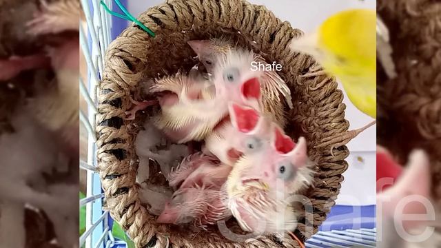 Время кормить птенцов