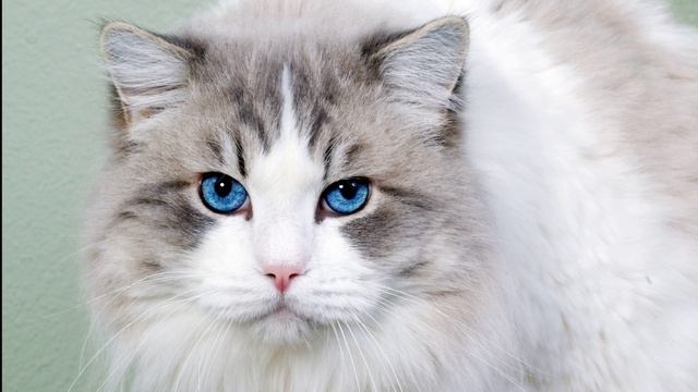 Кошка Зовет Кота. Звук Кошки. Звуки для Кота. Звук для Котов. Дразнить Кота