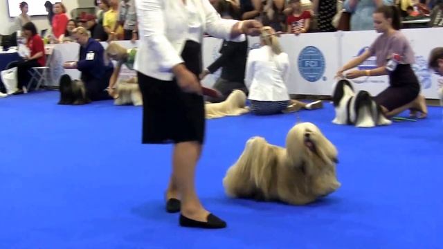 WDS Moscow 2016 Lhasa Apso