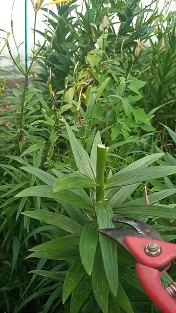 Отцвели лилии,что с ними делать?