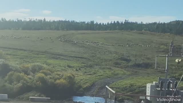 Едем с Бабушкой на ее родину 3 #барнаул #поезд #россия #travel #новосибирск #путишествие #плацкарт