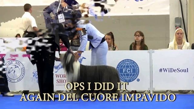 WDS Moscow 2016 Bearded Collie