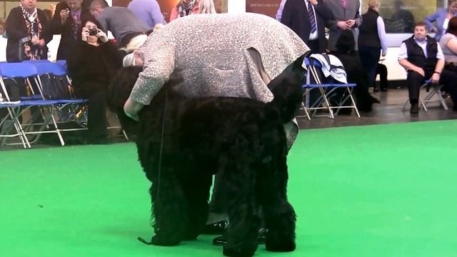 Crufts 2015 Russian Black Terrier