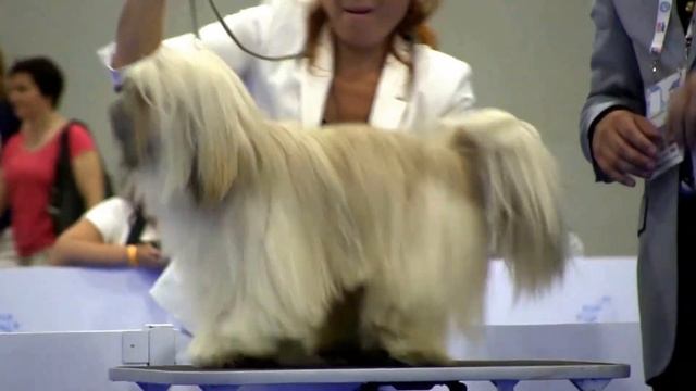 WDS Moscow 2016 Lhasa Apso