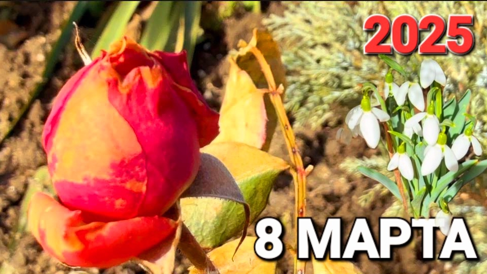 Поздравляю зрительниц с 8 Марта! Цветы и последняя роза на юге России.