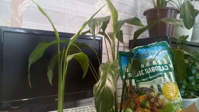 Спатифиллум.Работа над ошибками(1)