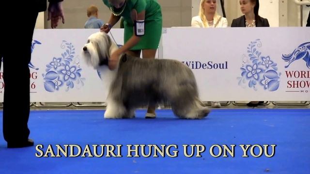 WDS Moscow 2016 Bearded Collie