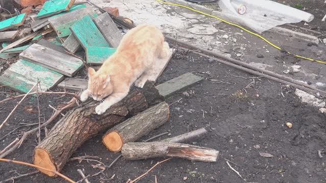 Посадка сельдерея и обрезка садовых деревьев