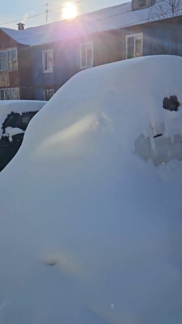 Северные подснежники. Ямало-Ненецкий АО Лабытнанги ЖизньСеверян. Крайний Север. 2025