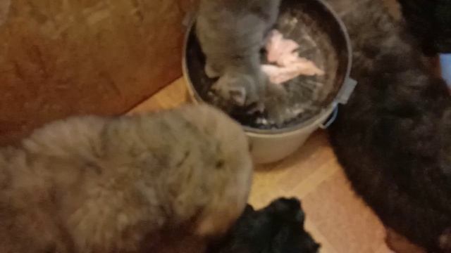 Щенки тибеты и котята ужин