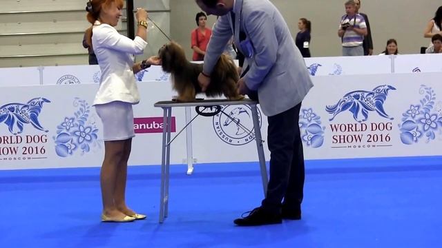 WDS Moscow 2016 Lhasa Apso