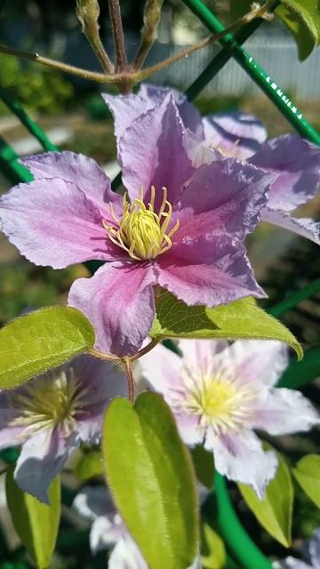 Клематис сорт Пиилу.