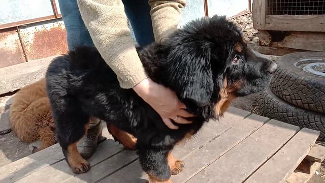 video_20190414_130630