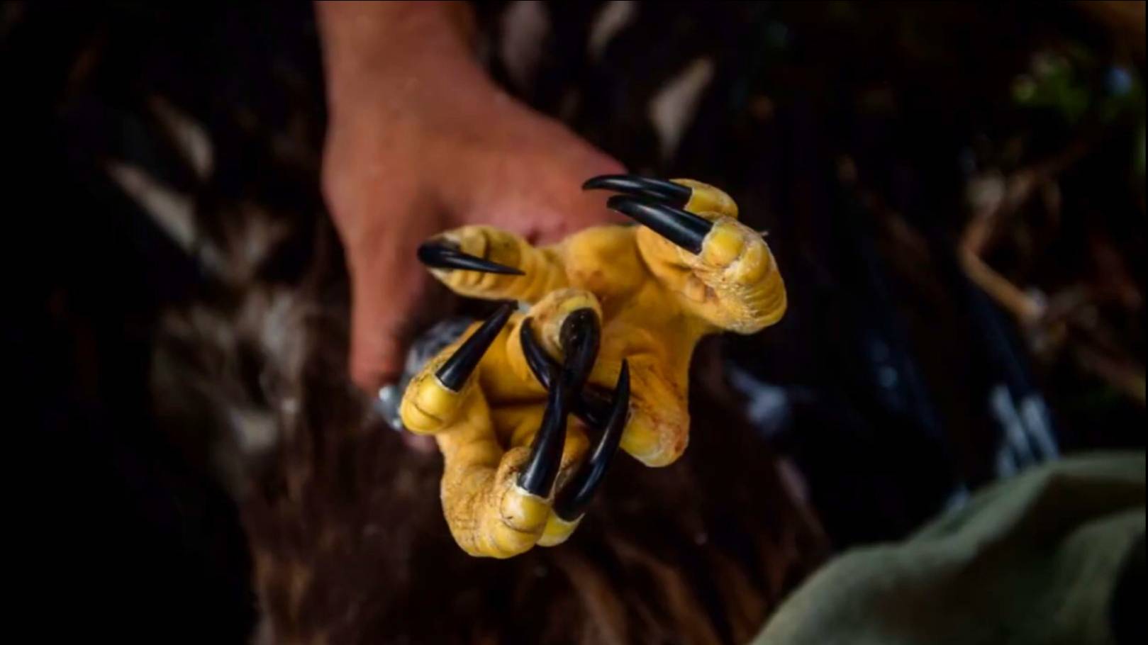 Арбористы в гостях у орнитолога