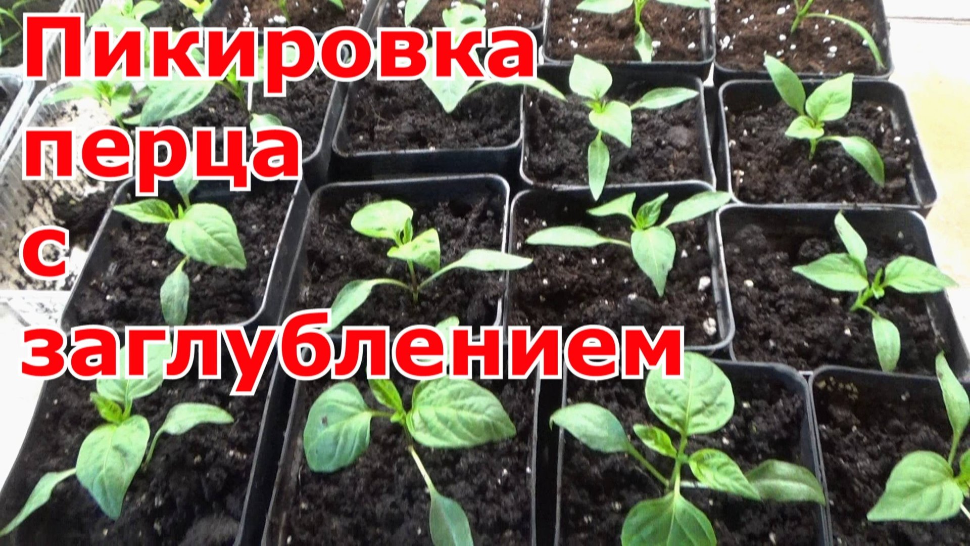 Пикировка перца. Заглублять перец при пересадке или нет.