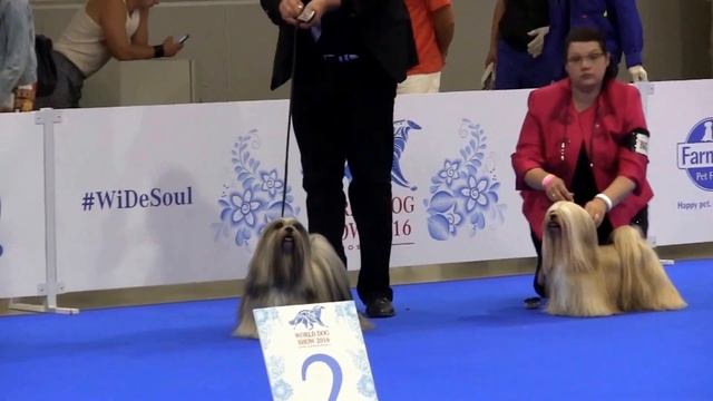 WDS Moscow 2016 Lhasa Apso
