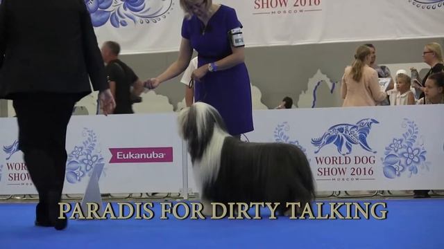 WDS Moscow 2016 Bearded Collie
