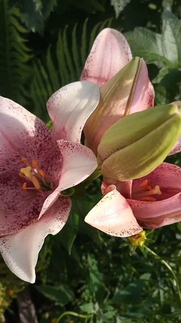 Лилии,одна из новинок.