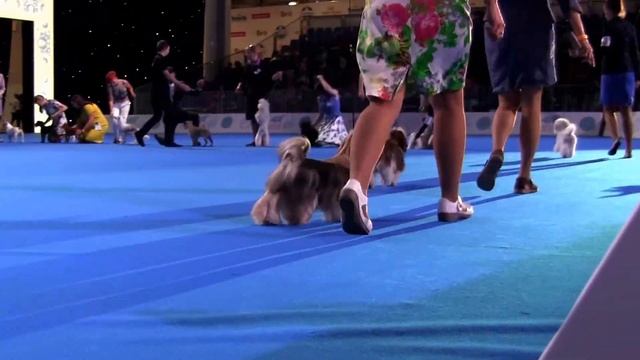 WDS Moscow 2016 Lhasa Apso