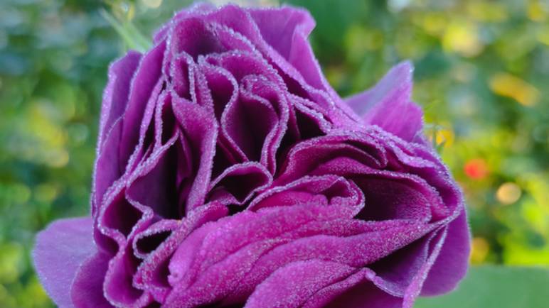 Пикировка петунии 6 марта