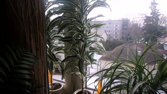 Комнатные растения в марте. Рената Смирнова.