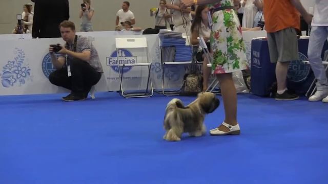 WDS Moscow 2016 Lhasa Apso