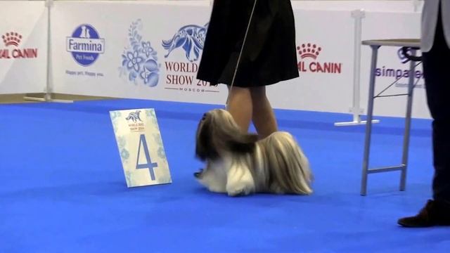 WDS Moscow 2016 Lhasa Apso