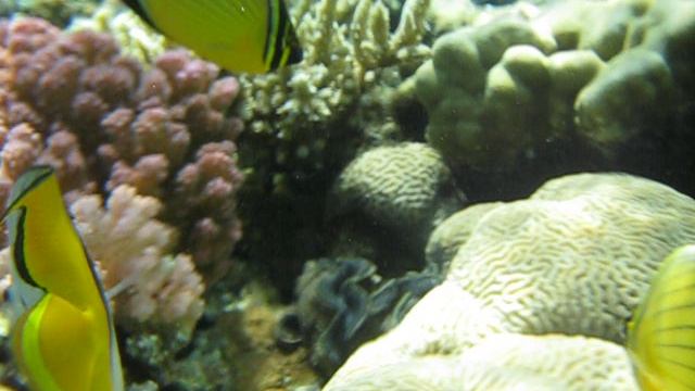 Кораллы и рыбки-бабочки в Красном море!