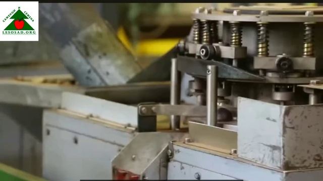 Как фермеры собирают миллионы каштанов с помощью машин. На заводе по переработке каштанов (На Русско