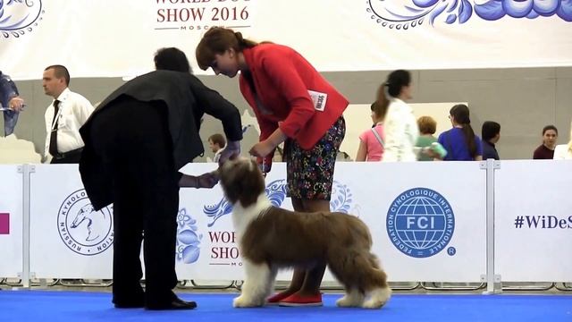WDS Moscow 2016 Bearded Collie