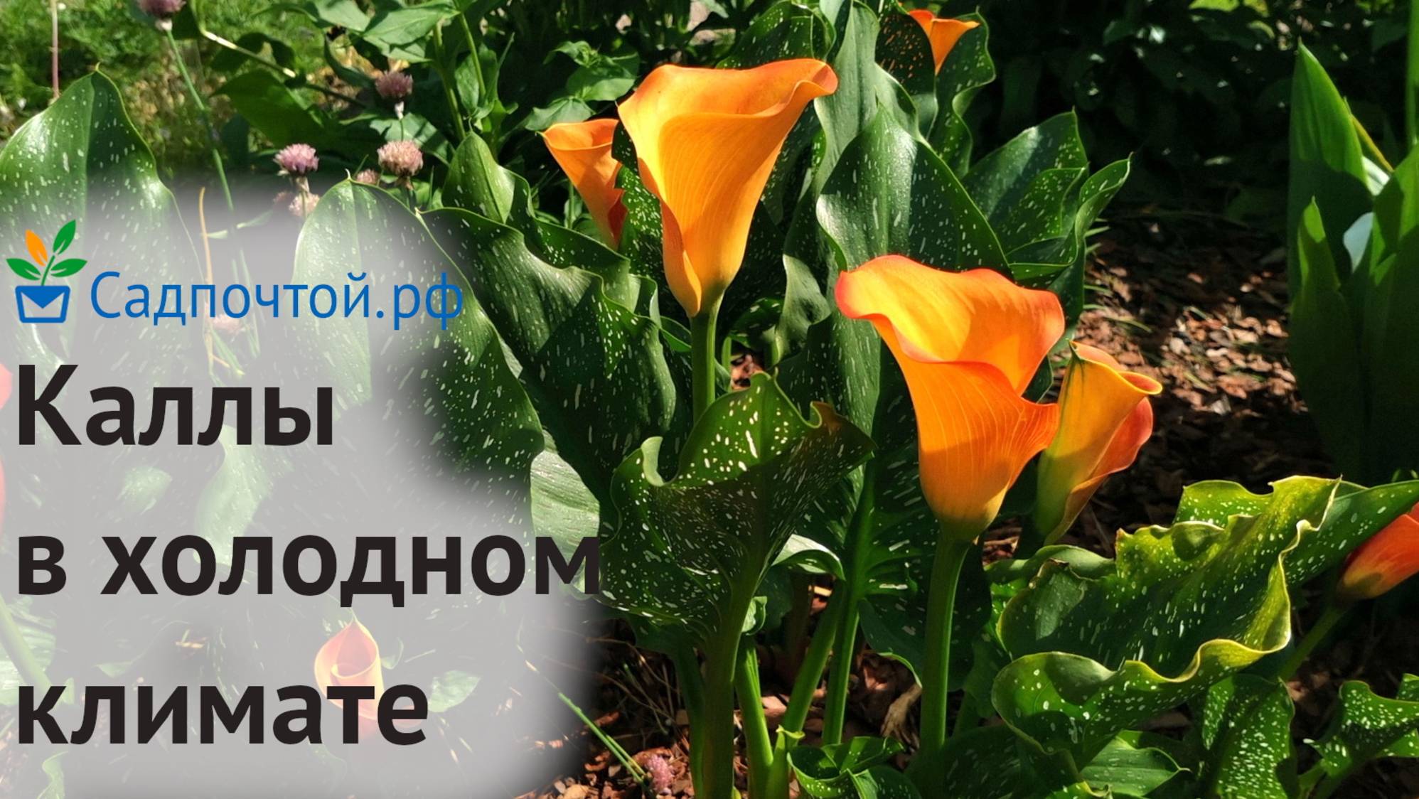 Каллы или зантедескии - выращивание в открытом грунте. Питомник Садпочтой.рф #садпочтой