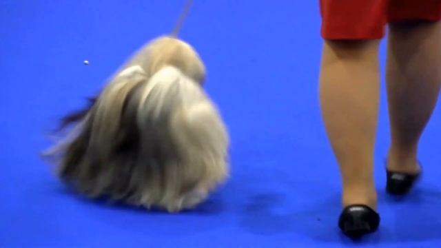WDS Moscow 2016 Lhasa Apso