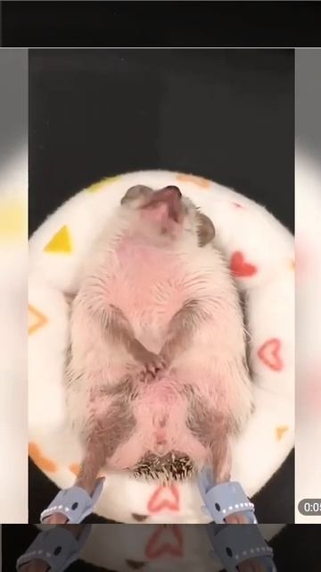 Ёжик обедает