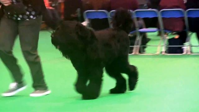 Crufts 2015 Russian Black Terrier