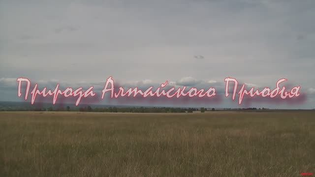 Природа Алтайского Приобья