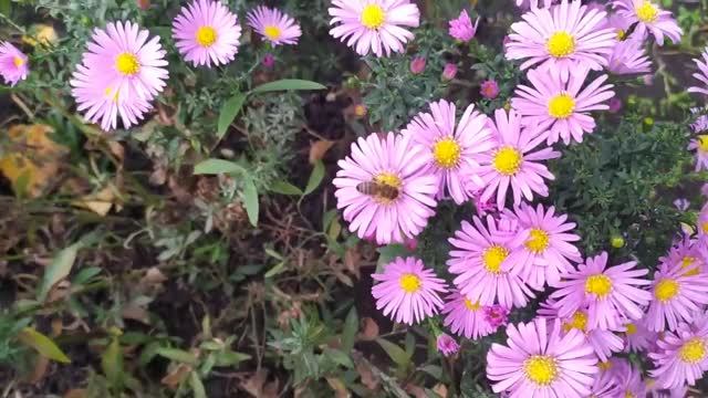 10 октября пчелы собирают пыльцу