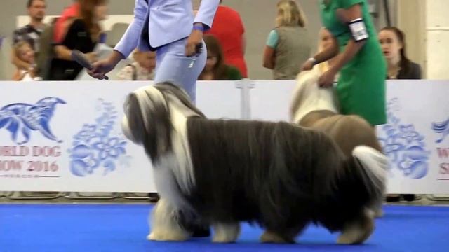 WDS Moscow 2016 Bearded Collie