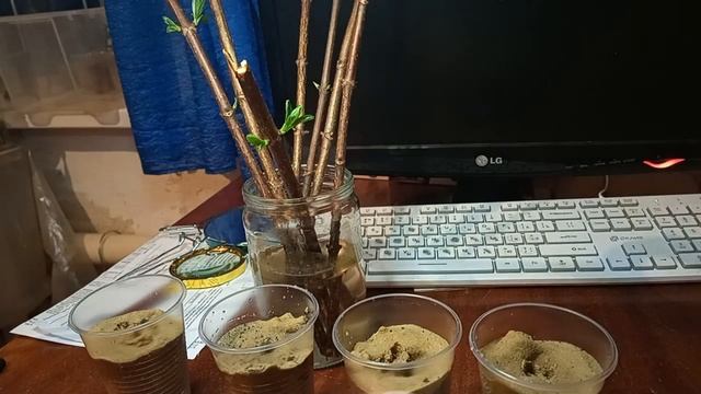 Обзор черенков метельчатой гортензии после зимы в ОГ(открытый грунт)