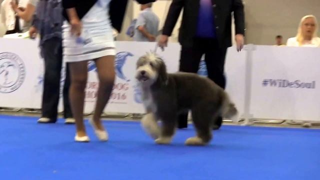 WDS Moscow 2016 Bearded Collie
