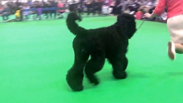 Crufts 2015 Russian Black Terrier