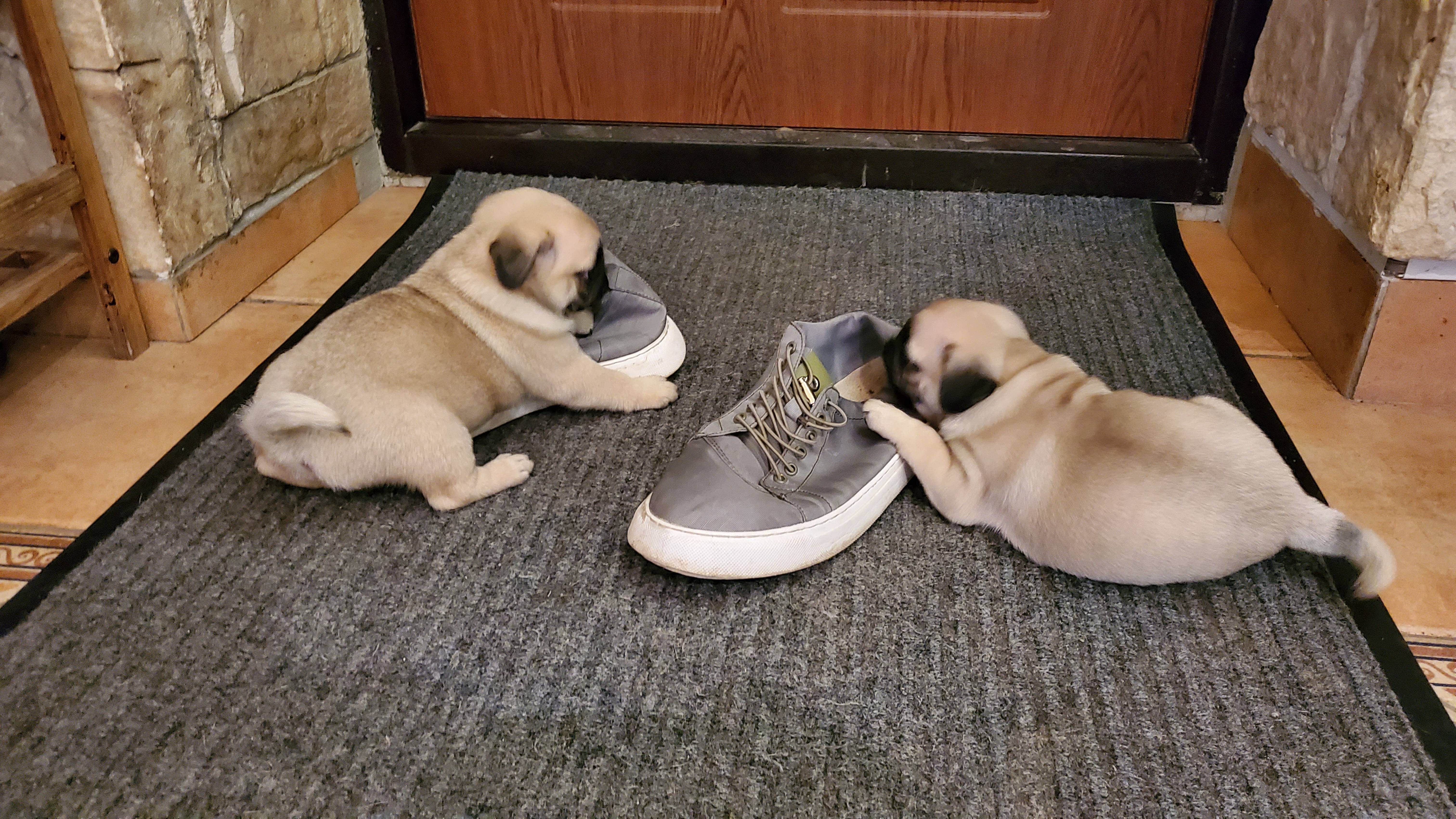 Мопсы-мать и дочь