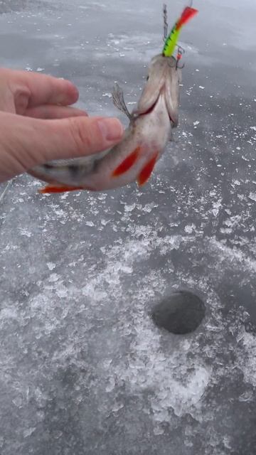 ВНИМАНИЕ! ОКУНЬ АКТИВЕН! АТАКУЕТ БАЛАНСИР С ГОЛОВЫ!