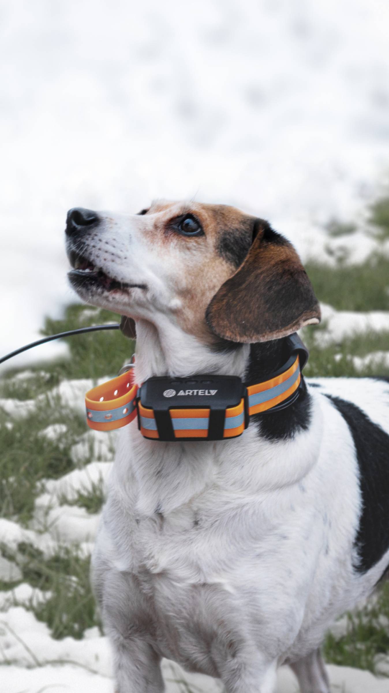 Новый GPS-ошейник ARTELV TRACKER 2W