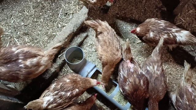 Снижение яйценоскости у кур