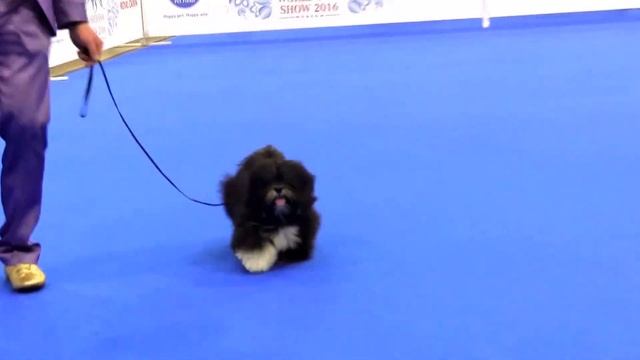 WDS Moscow 2016 Lhasa Apso