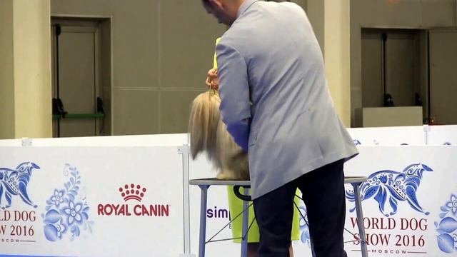 WDS Moscow 2016 Lhasa Apso